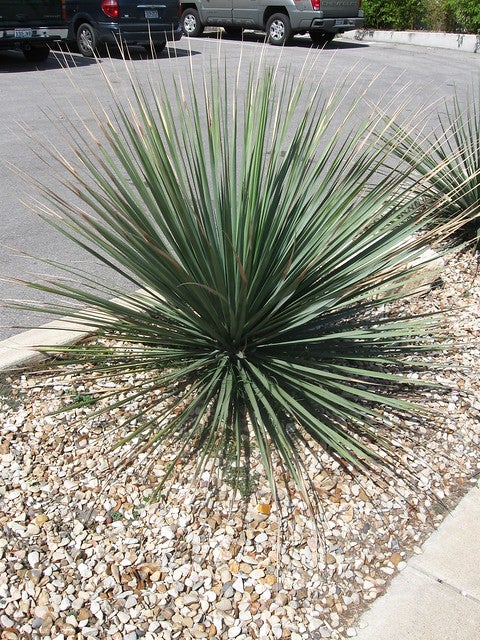 Texas Sotol-5 Gallon | Tejas Prairie