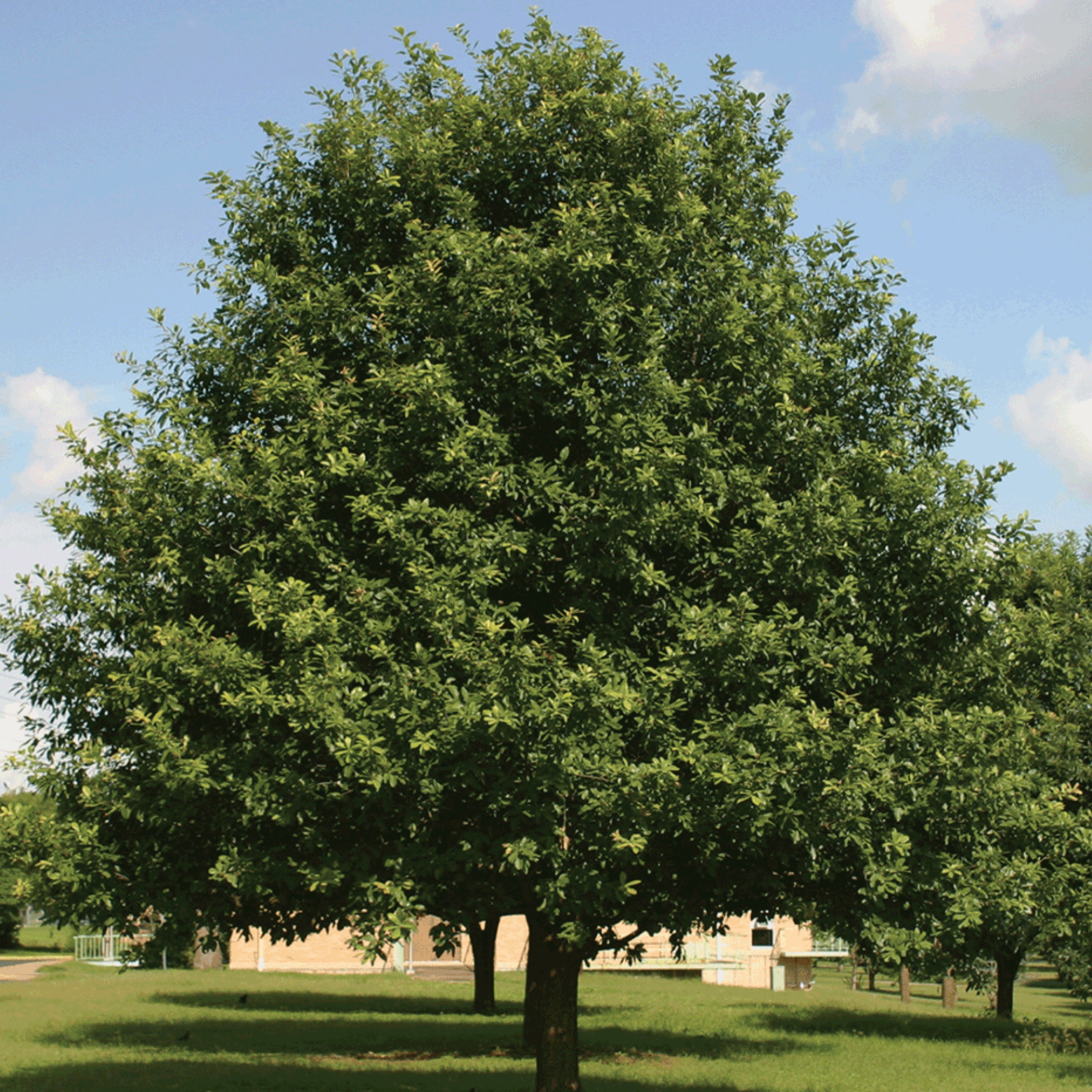 Oak, Mexican White / Monterrey
